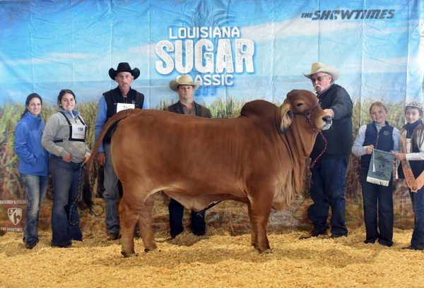 2021 Sugar Classic Jr. Champ. Red Female – Razorback Farm