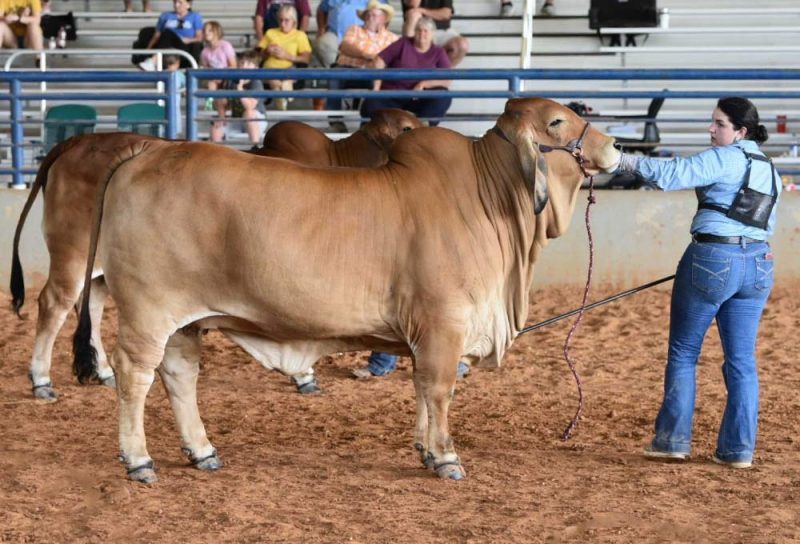 2022 Jambalaya Classic Res. Sr. Ch. Red Female – Razorback Farm